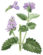 Catnip and Your Cats: Everything You Need to Know - CatGazette
