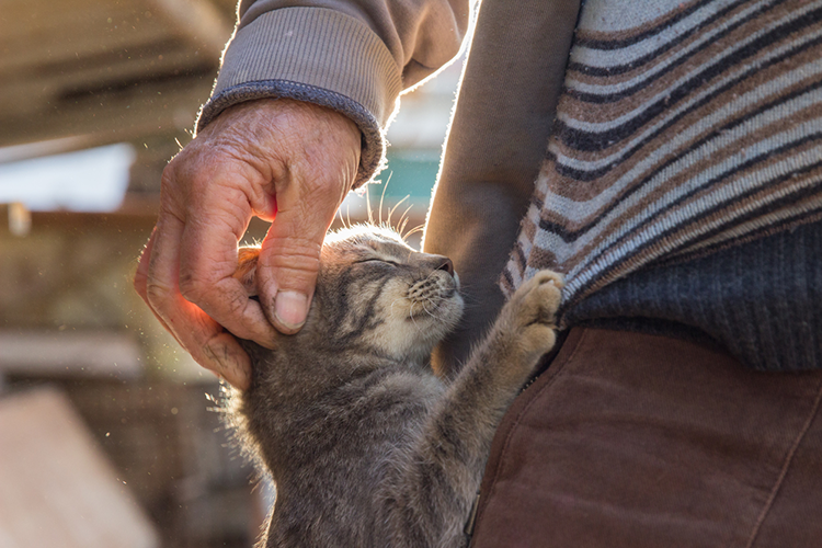 Three Heroic Men Who Saved Cats From Certain Death - CatGazette