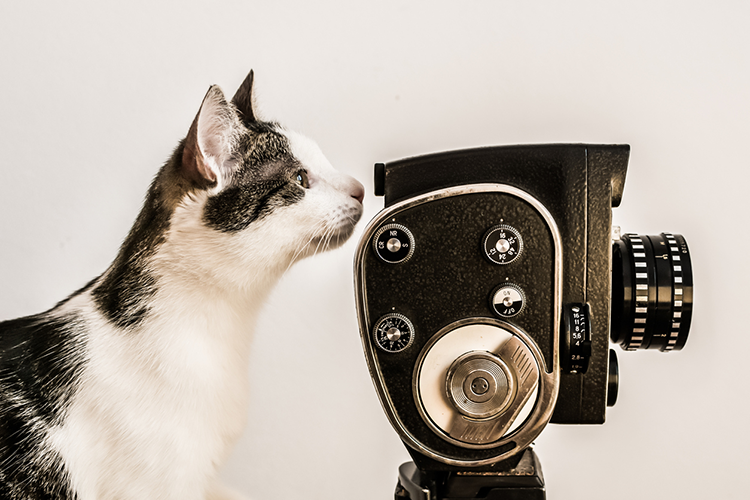 Kitten Livestreams: Get Your Daily Dose of Cute - CatGazette