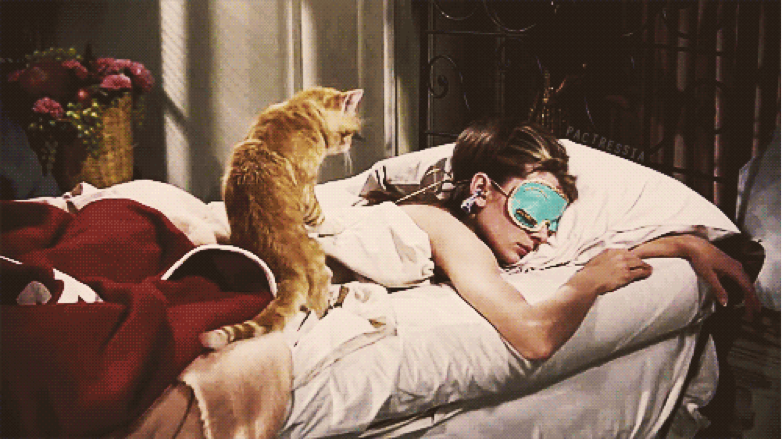 Hollywood Cats: Behind the Curtain of These Purr-fect Co-Stars - CatGazette