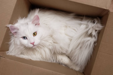 Deaf Cats: How to Help Them Thrive in Your Home - CatGazette