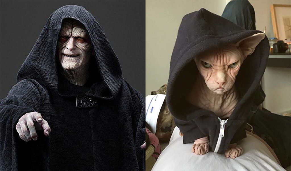 8 Cats Who Look Like Star Wars Characters - CatGazette