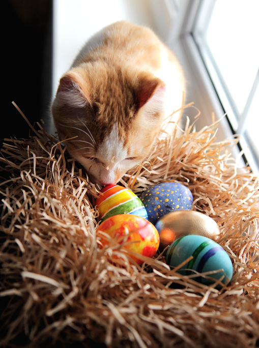 4 Ways to Celebrate Easter with Your Cat - CatGazette