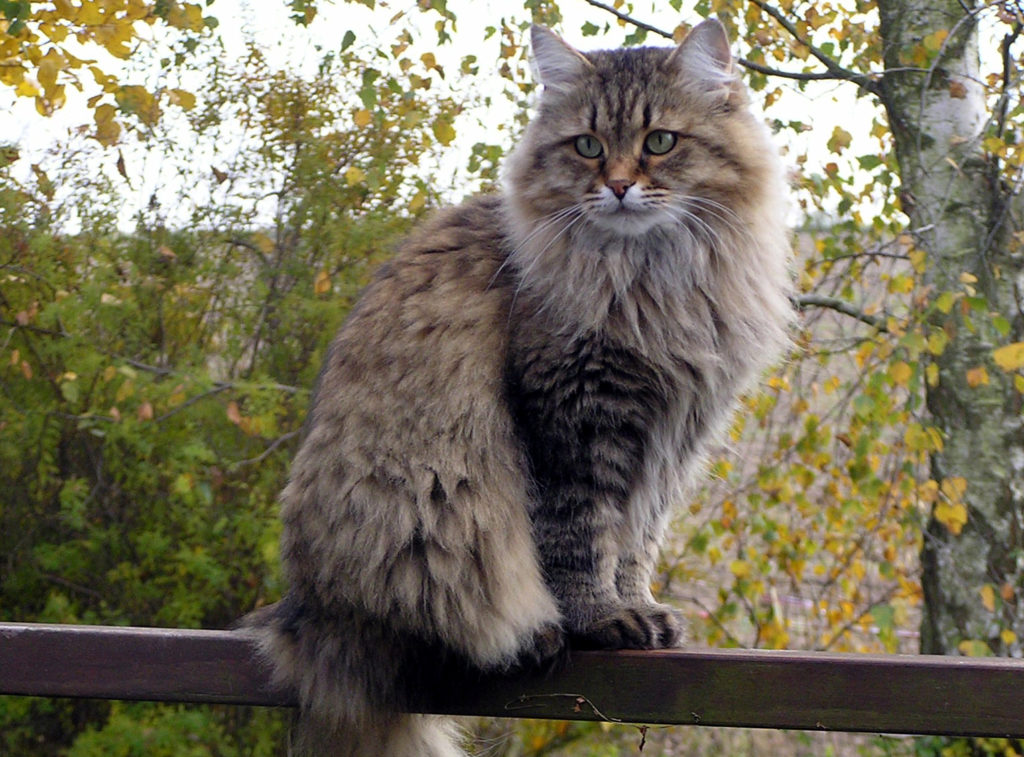 Cold Weather Cats: Breeds That Do Well In The Cold (And Those That Don ...