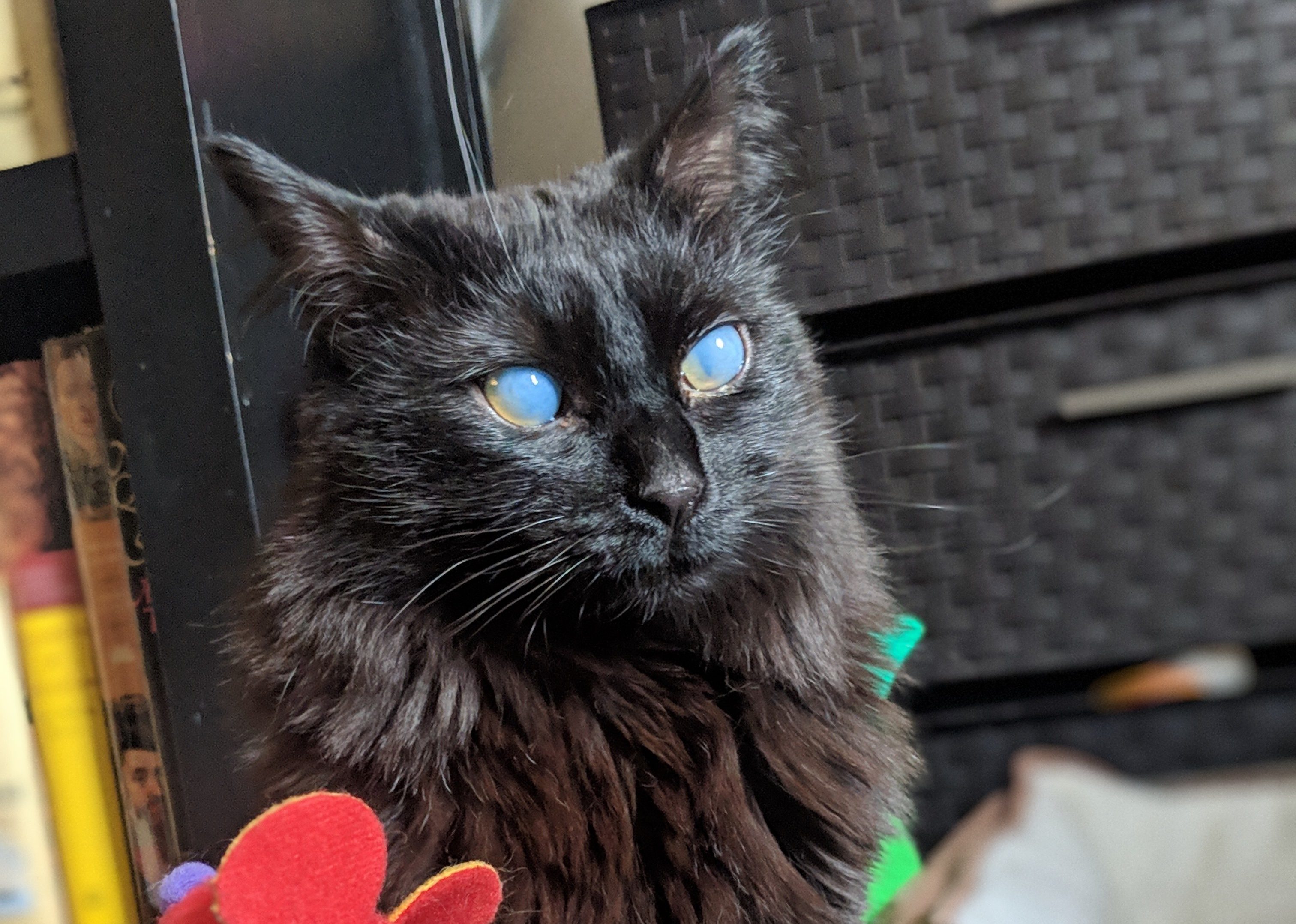 Maleficent the Magnificent: December's Special Kitty - CatGazette