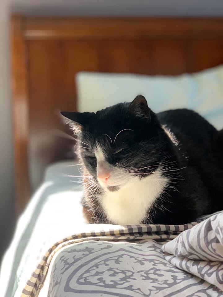 Quarantine Cats: Cute Photos of Cats Stuck Inside with Us - CatGazette