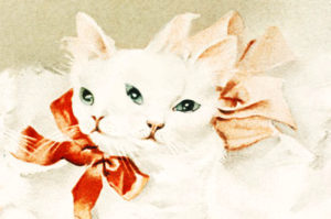 Janus Cats: Cats With Two Faces Deserve Twice the Love - CatGazette
